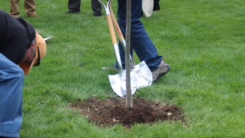 UF Utilizing Findlay Tree Planting Program To Enhance Campus Landscape ...